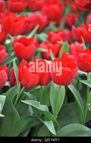 Red Tulips "Pallada" Tulip Stock Photo - Alamy