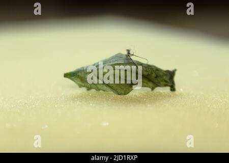 Arcas Cattleheart Butterfly (Parides eurimedes, Parides arcas) a.k.a ...