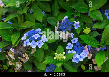 Blue lacecap hydrangeas at Burrow Farm Gardens, created by Mary Benger ...