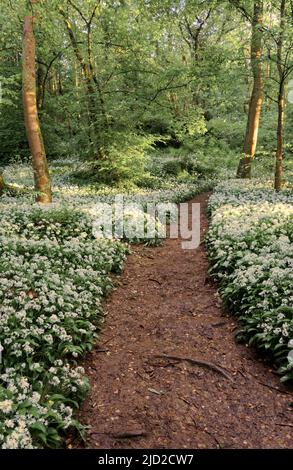Englishcombe woods wild garlic Stock Photo - Alamy