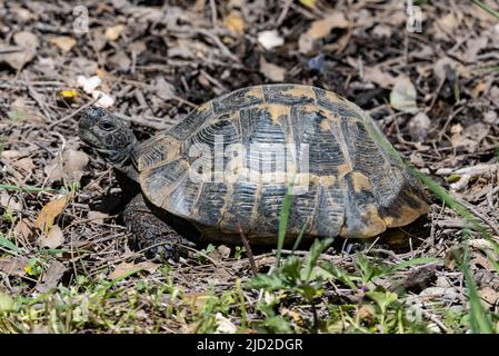 Turkish Tortoise (Testudo graeca Stock Photo - Alamy