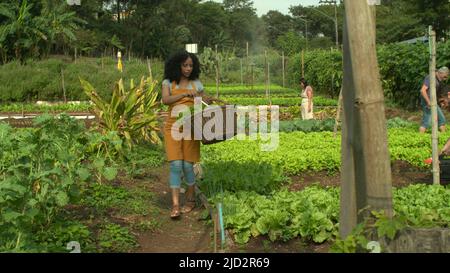 People growing communitarian agriculture at small farm. Person using ...