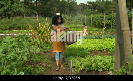 People growing communitarian agriculture at small farm. Person using ...