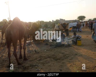 Pushkar, Rajasthan / India - November 5, 2019 : Camels herd gathered ...