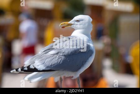 Binz, Germany. 17th June, 2022. A seagull stands on the pier on the ...