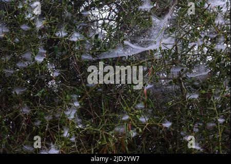 Spider nets, Lualenyi, Tsavo Conservation Area, Kenya Stock Photo - Alamy