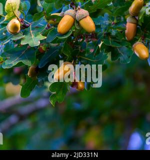 Orange acorn on an oak tree branch in a forest. Closeup oak fruit and ...