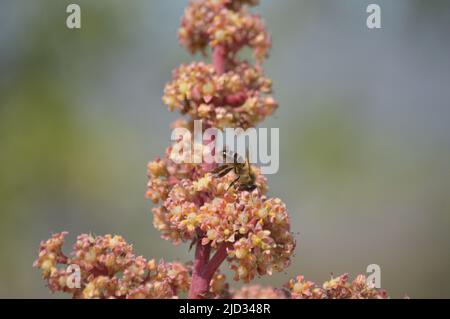 Bee in mango flower in pollination Stock Photo - Alamy