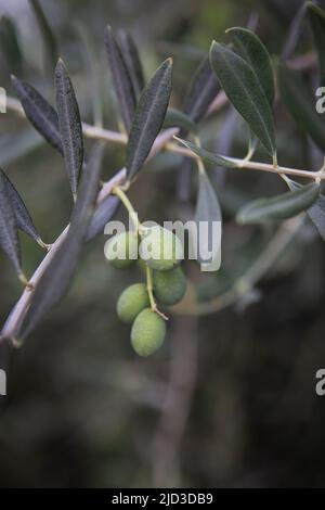 Olive bush. Fruits of green olives on a bush. Close-up Stock Photo - Alamy