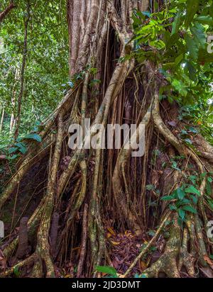 Strangler fig (Ficus benjamina) on the forest floor in the rainforest ...