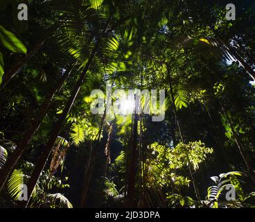 Sunlight penetrates through the canopy of the Amazon rainforest, Brazil ...