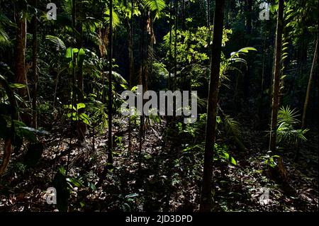 Sunlight penetrates through the canopy and reaching the forest floor of ...