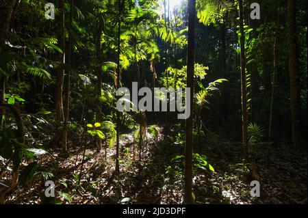 Sunlight penetrates through the canopy and reaching the forest floor of ...