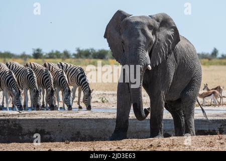 Bull elephant & herd of Burchell's Zebra, Etosha National Park, Namibia ...