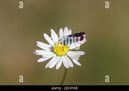 Close up Holopyga generosa, a cuckoo wasp, emerald wasp, family ...