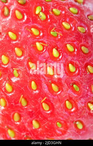 Close up of fresh strawberry showing seeds achenes. Details of a fresh ...