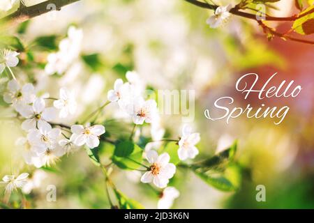 Card with text HELLO SPRING and beautiful rose flowers on pink ...