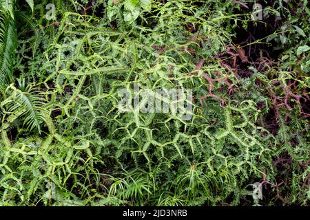 Old World fork fern (Dicanopteris sp., probably D. linearis) from ...