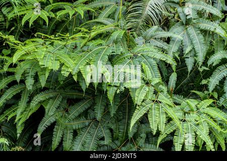 Old World fork fern (Dicanopteris sp., probably D. linearis) together ...