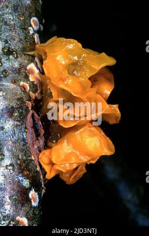 Golden jelly fungus (Tremella mesentrica). Presterödkilen Nature ...