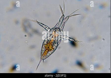 copepods (Copepoda), Nauplius larva of copepod in dark field mikroskopy ...