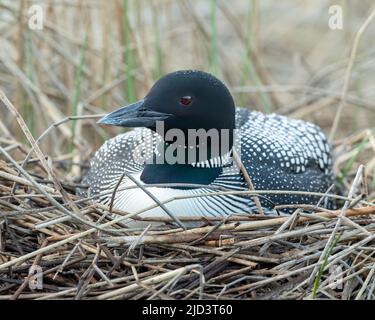 Common Loon nesting on its nest with marsh grasses, mud and water by ...