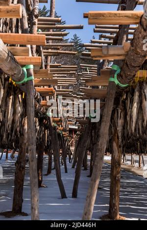 Yellow Alaska Pollack drying plant. Walleye pollack drying during ...