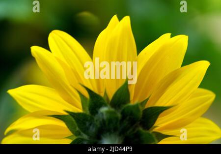 Image showing the underside of a perennial sunflower (Helianthus sp ...