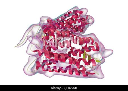 Rhodopsin molecule, illustration Stock Photo - Alamy