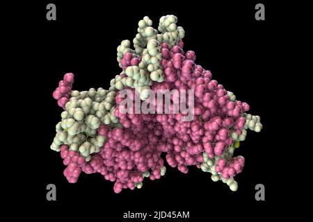 Rhodopsin molecule, illustration Stock Photo - Alamy