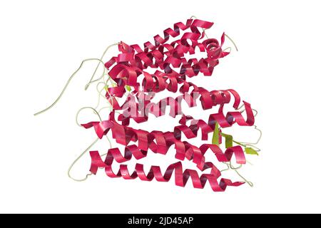 Rhodopsin molecule, illustration Stock Photo - Alamy