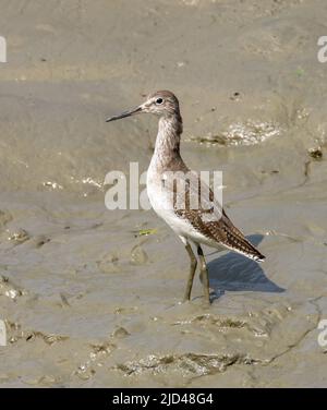 The wood sandpiper is a small wader. This Eurasian species is the ...