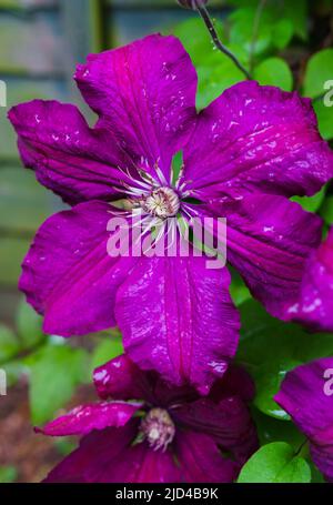 Clematis flower after the rain with water droplets on the flower petals ...