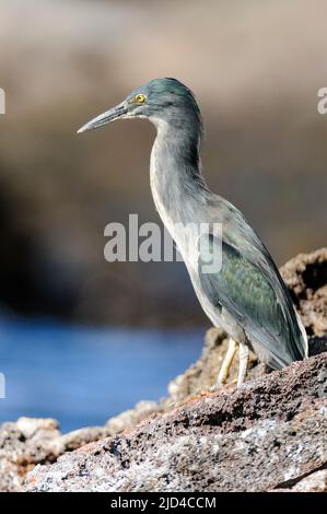 Lava heron (Butorides sundevalli) from Urvina Bay, Isabela, Galapagos ...