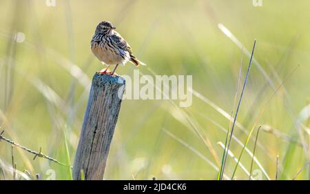 Titlark (Anthus pratensis) from Revtangen (Rogaland, Norway) in April ...