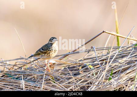 Titlark (Anthus pratensis) from Revtangen (Rogaland, Norway) in April ...