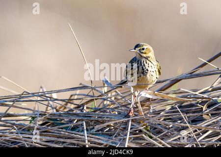 Titlark (Anthus pratensis) from Revtangen (Rogaland, Norway) in April ...