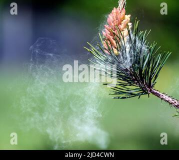 Scots pine (Pinus sylvestris) Plantae Stock Photo - Alamy