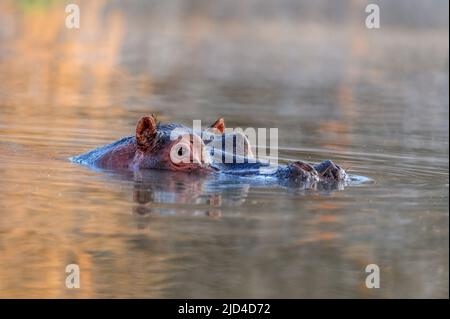 Hippos in the early morning sun at Lake Naivasha, Kenya Stock Photo - Alamy