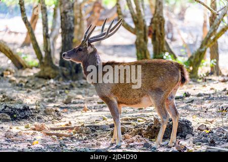 Javan rusa (Rusa timorensis) from Rinca Island, Indonesia Stock Photo ...