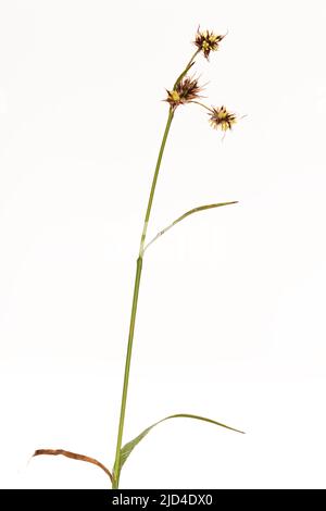 Field Wood Rush (luzula campestris), also known as Good Friday Grass ...