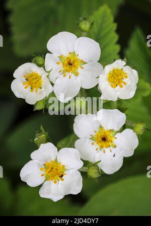 Musk strawberry, Fragaria moschata Stock Photo - Alamy