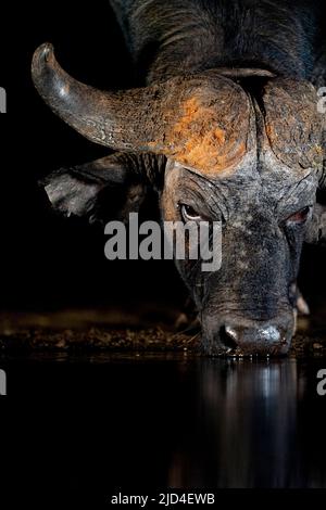 African Buffalo Bull, South Africa Stock Photo - Alamy