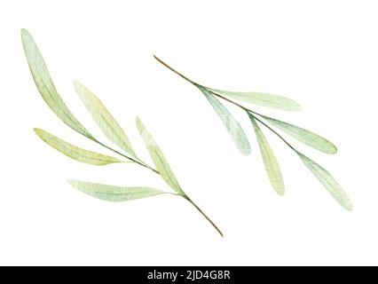 Mediterranean olive branch, elegant foliage, ripe fruit, sliced and ...