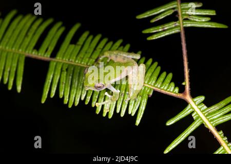 White-eared Tree Frog (Feihyla kajau) from Kuban National Park, Sarawak ...