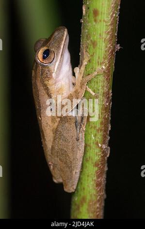 Four-lined Tree Frogs, Danum Valley, Borneo Stock Photo - Alamy
