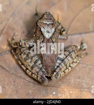 Beige bridge frog (Gephyromantis luteus) from Andasibe, eastern ...