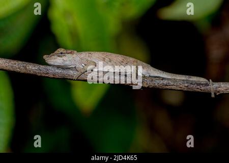 Calumma sp. (possibly C. nasuta) from Andasibe NP, eastern Madagascar ...