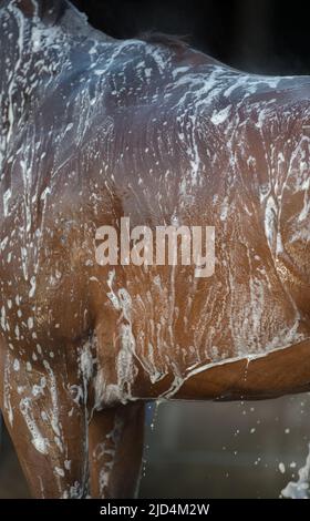 thoroughbred horse being bathed with shampoo and washed at Keeneland ...