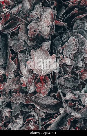 frozen brown tree leaves in winter season Stock Photo - Alamy